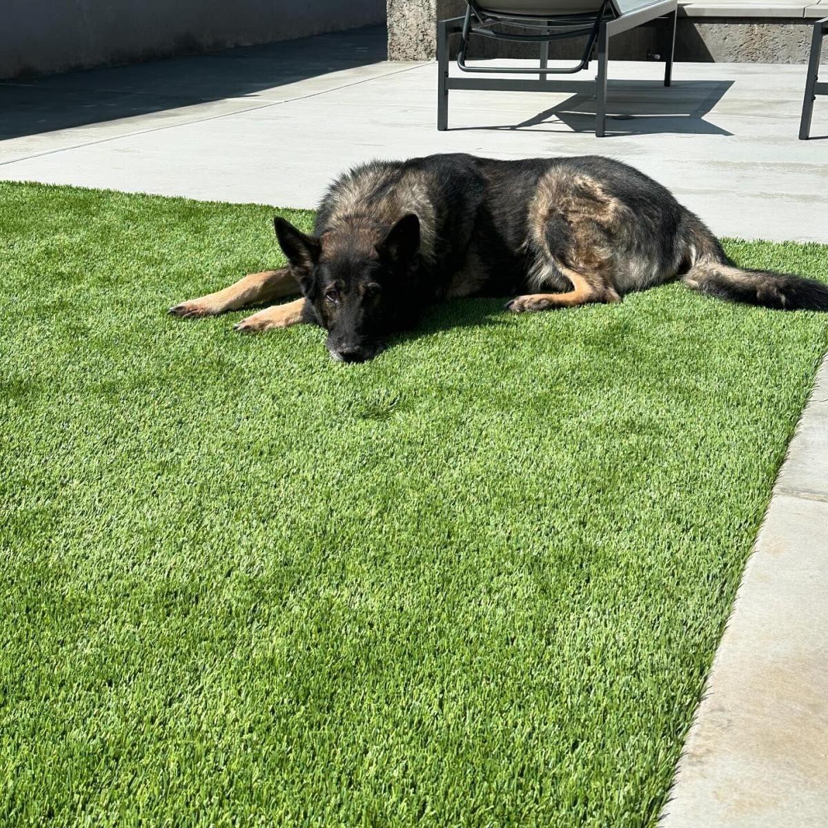 Pet Odor Treatment, Artificial Turf, Beaumont Artificial Grass